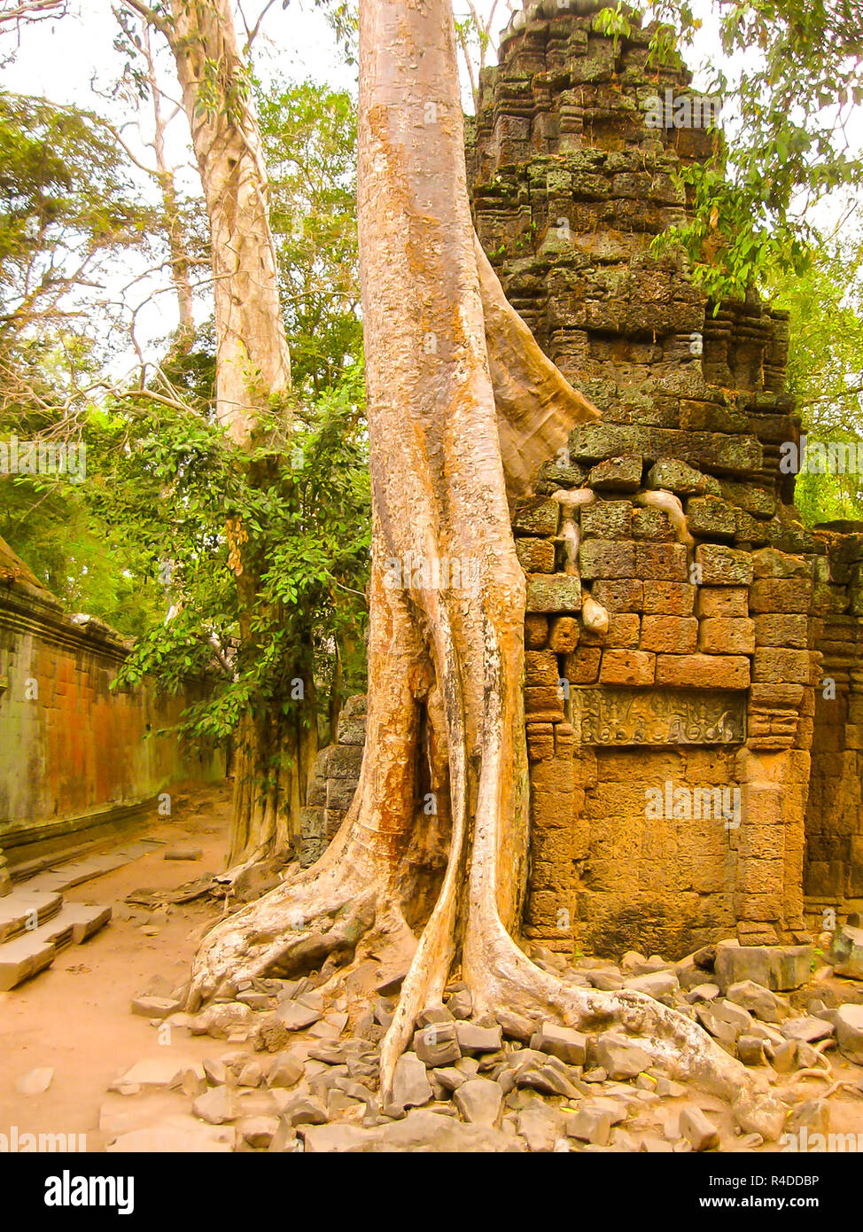 The picture of trees and temple, Angkor, Cambodia Stock Photo - Alamy