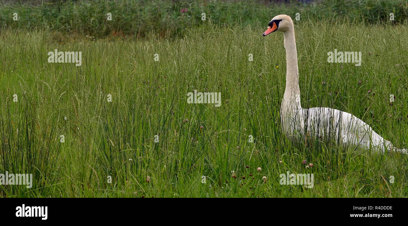 Hausgans hi-res stock photography and images - Alamy