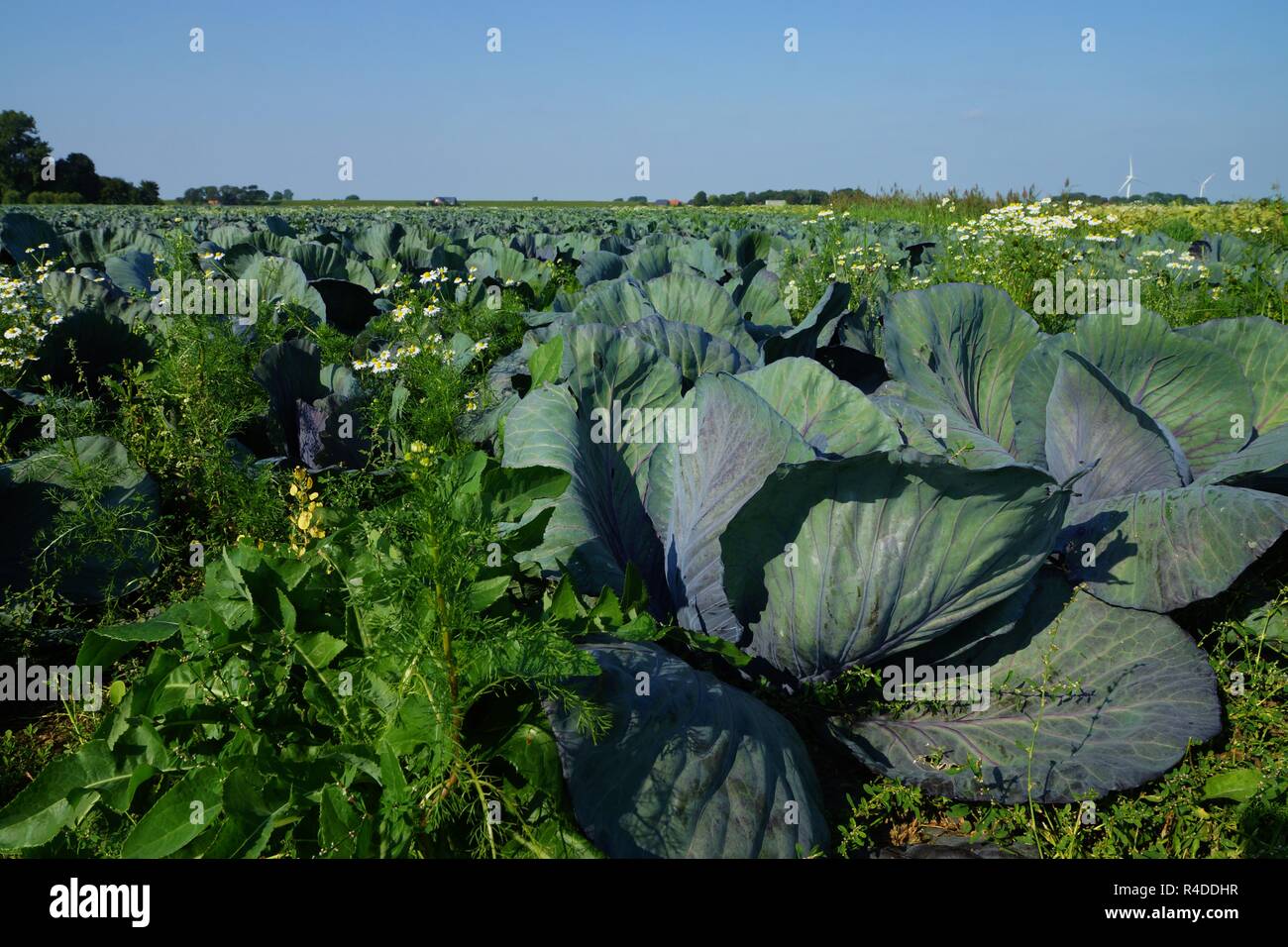 cabbage-head in a vegetable field Stock Photo - Alamy