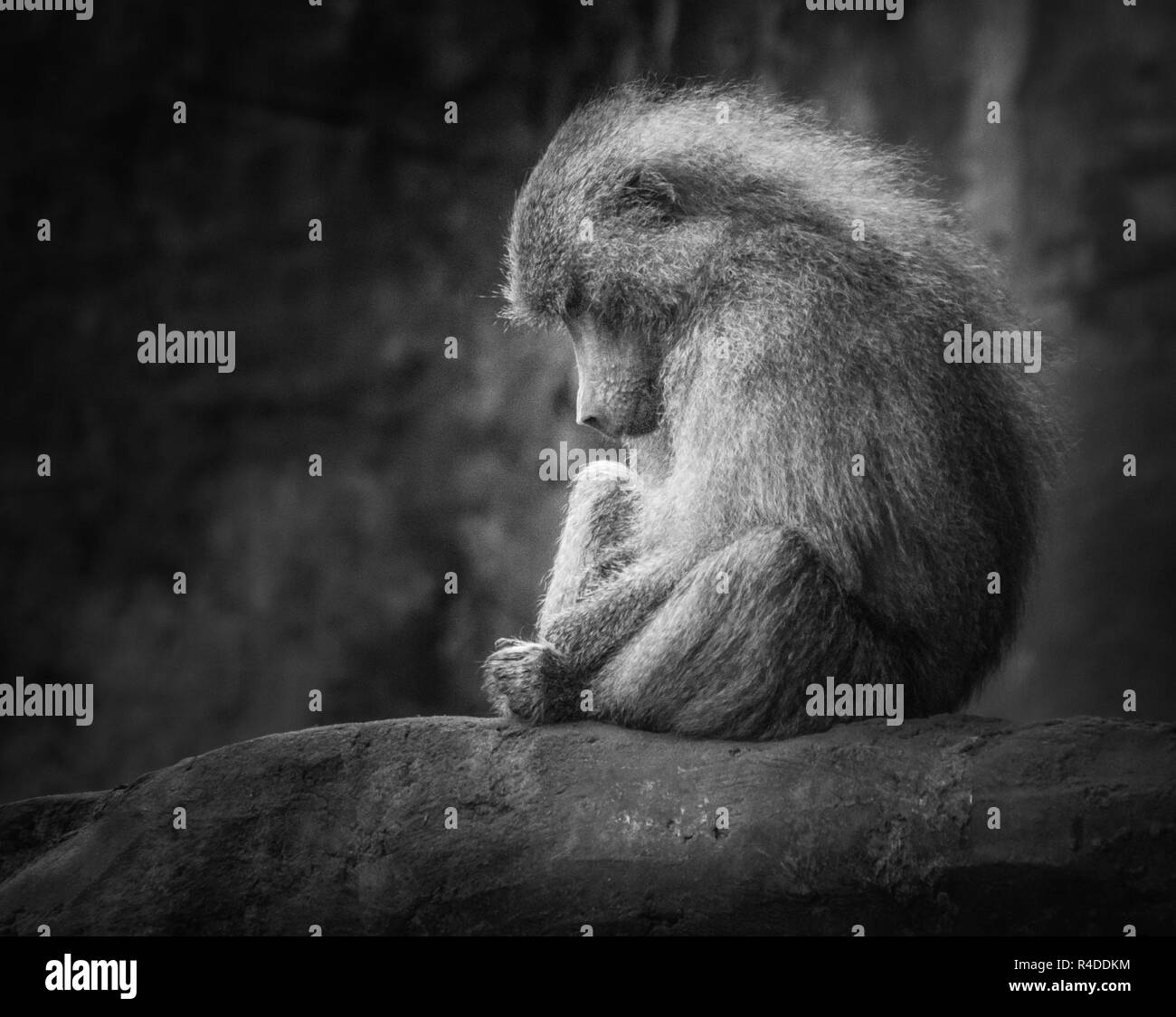 Sad monkey Black and White Stock Photos & Images - Alamy