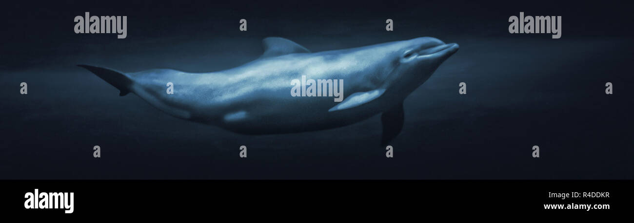 Ocean diva hi-res stock photography and images - Alamy