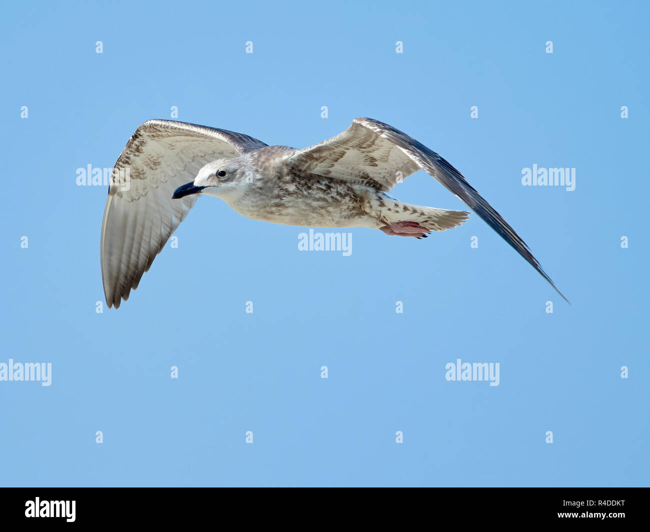 Common gull in flight Stock Photo - Alamy