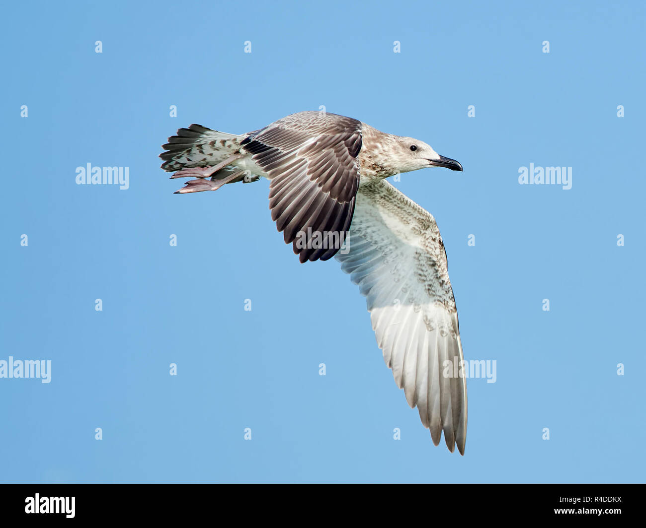 Common gull in flight Stock Photo - Alamy