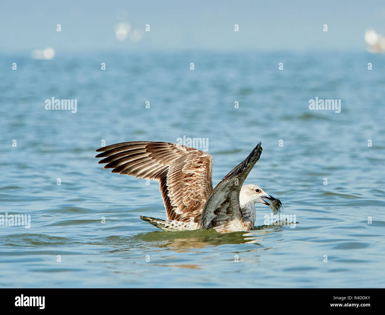 Fish gliding hi-res stock photography and images - Alamy