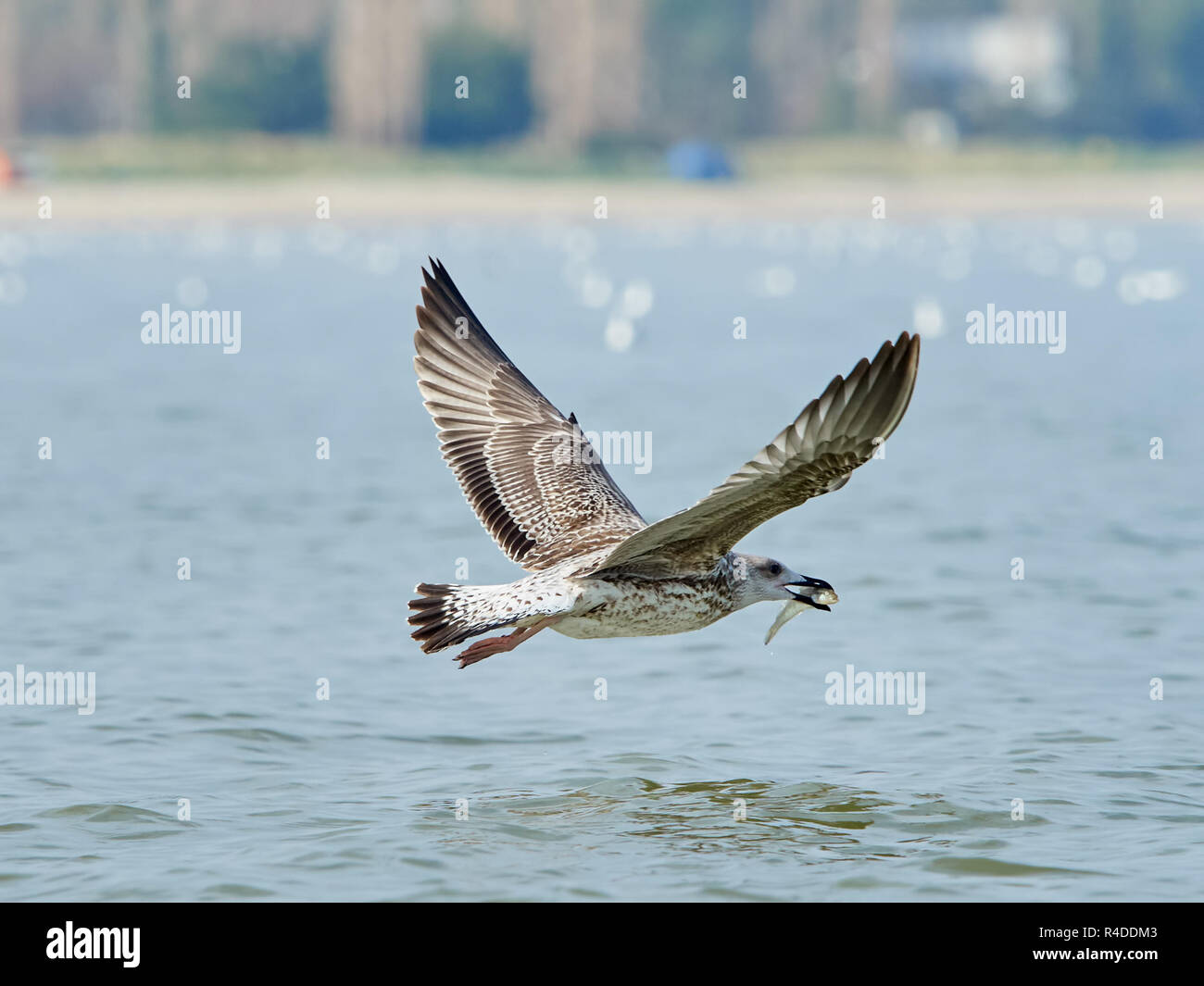 Common gull with fish in its beak Stock Photo - Alamy