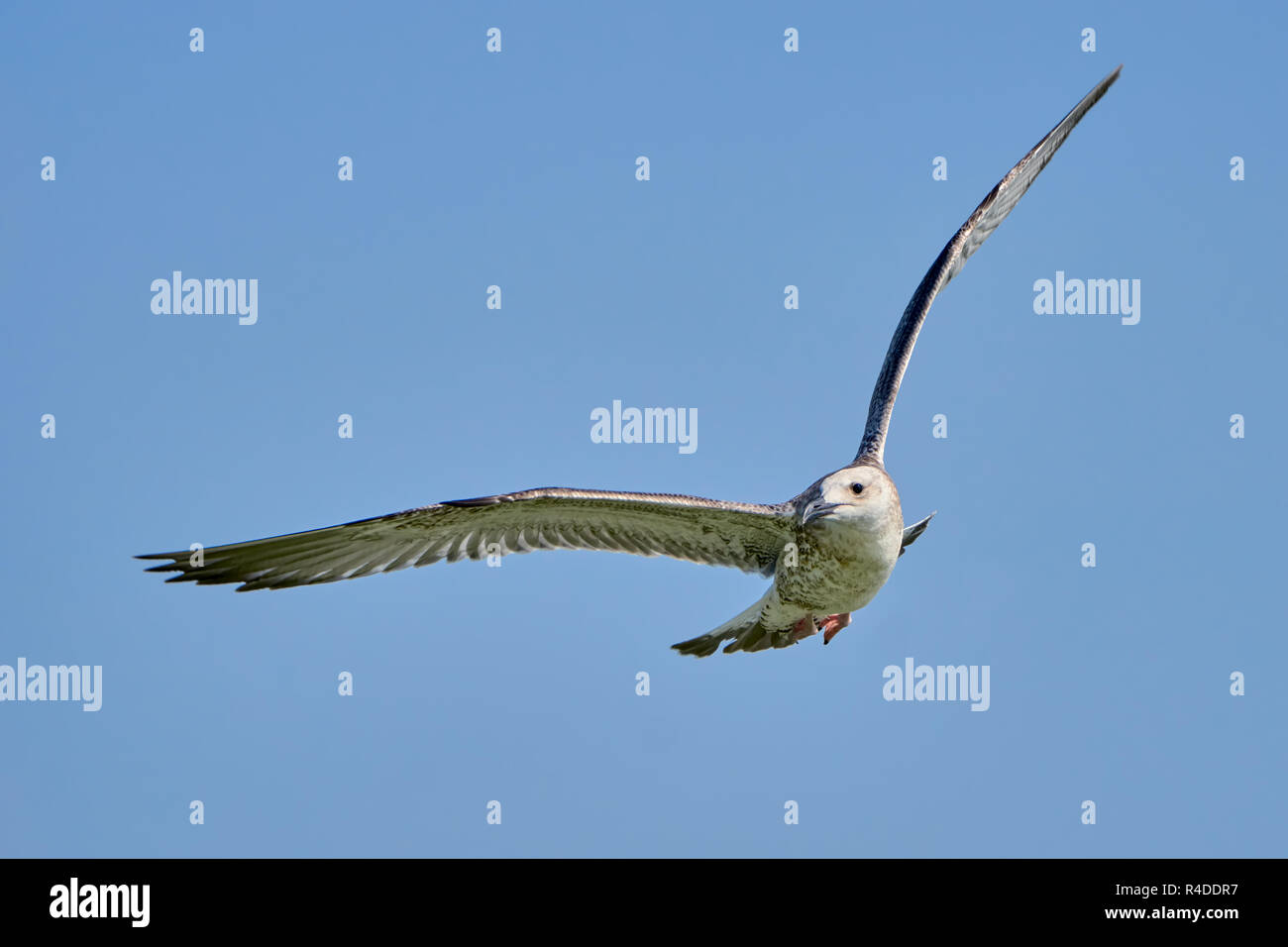 Common gull in flight Stock Photo - Alamy