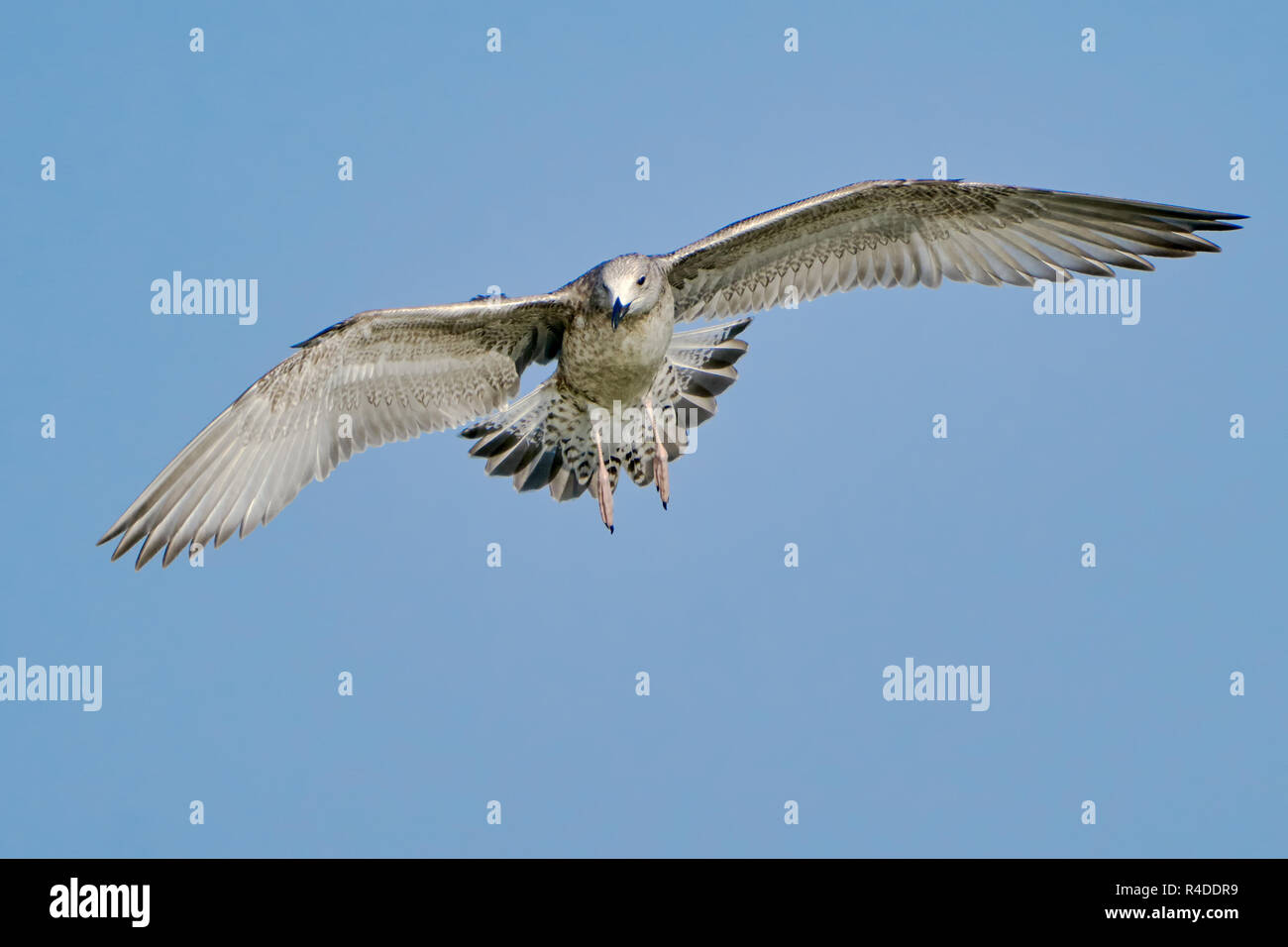 Common gull in flight Stock Photo - Alamy