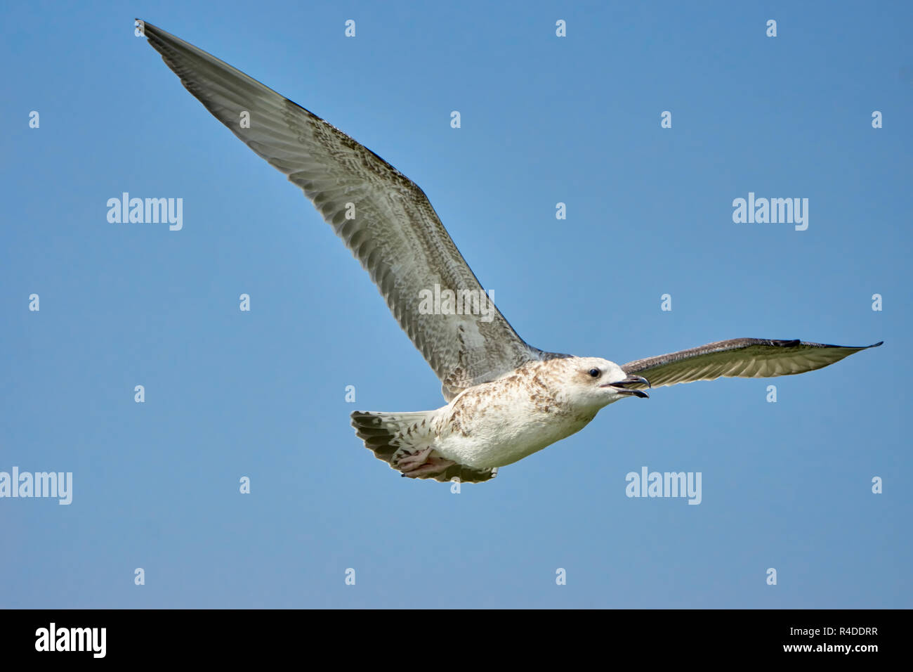 Common gull in flight Stock Photo - Alamy