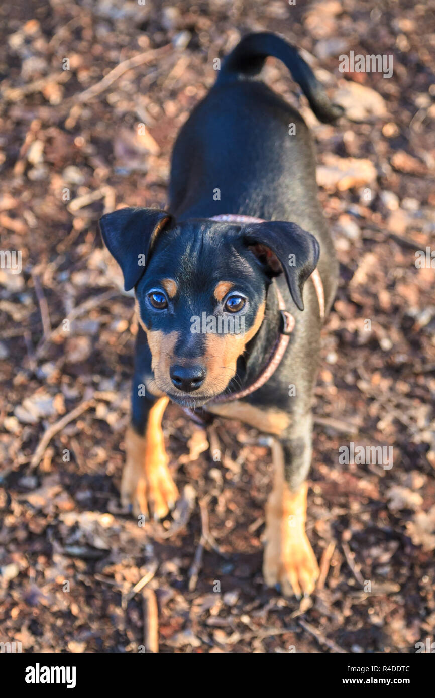 miniature pinscher puppy is running in the forest Stock Photo - Alamy