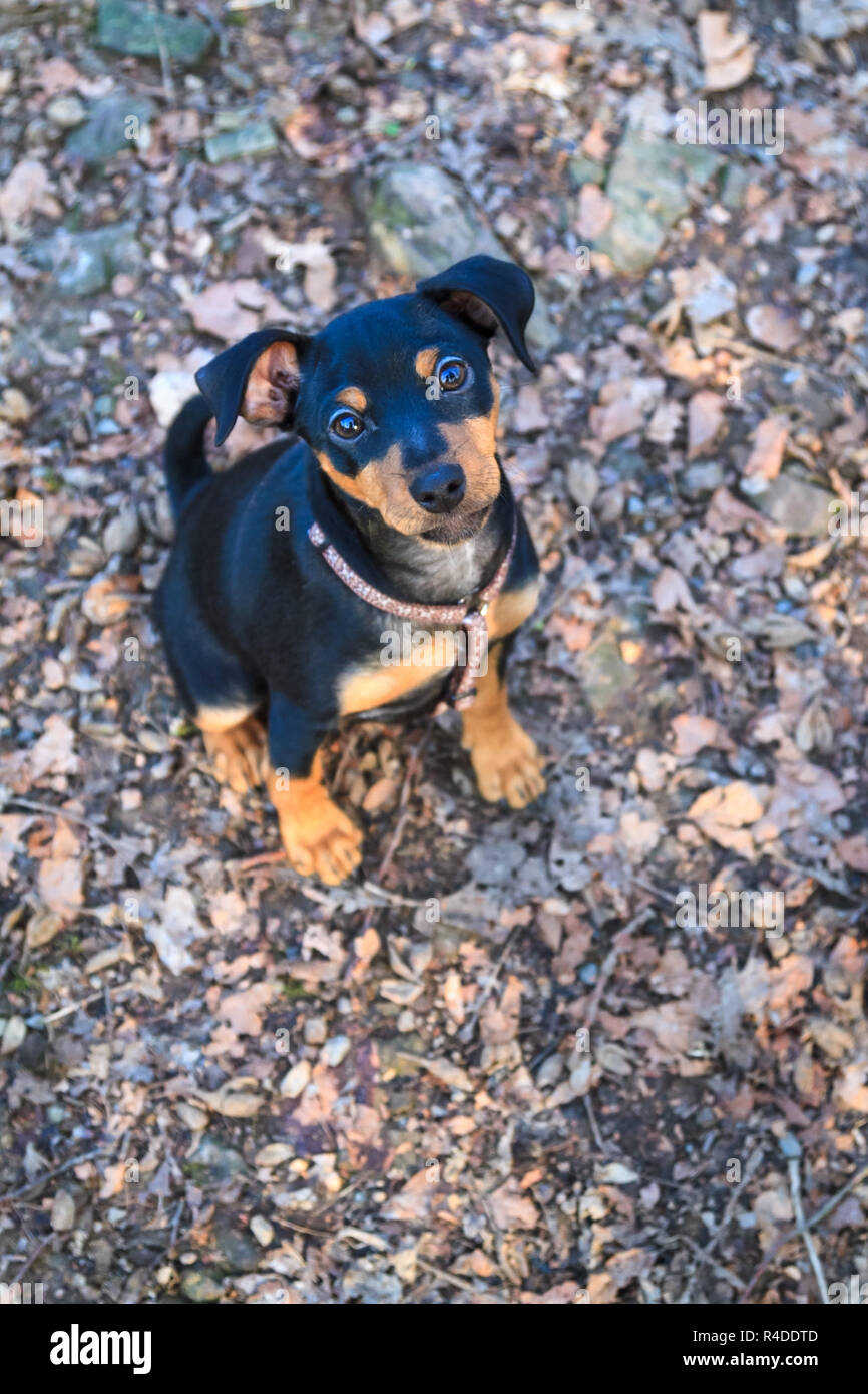 miniature pinscher puppy is running in the forest Stock Photo - Alamy