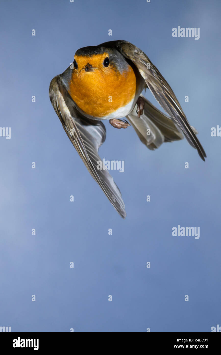 Rotkehlchen, fliegend, im Flug, Flugbild, Erithacus rubecula, robin ...