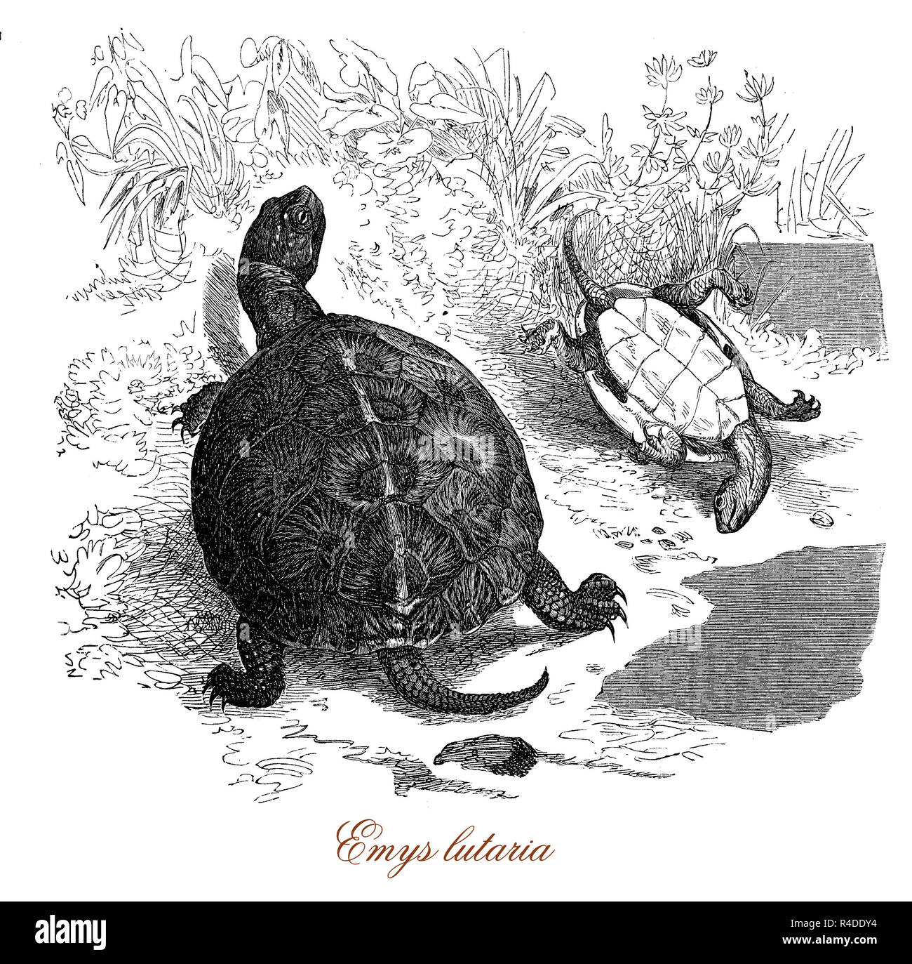 Turtle Drawing Stock Photos & Turtle Drawing Stock Images - Alamy