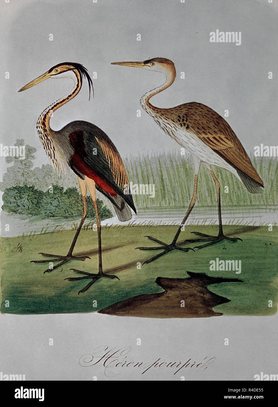 GRABADO-GARZA REAL. Location: PRIVATE COLLECTION. MADRID. SPAIN Stock ...