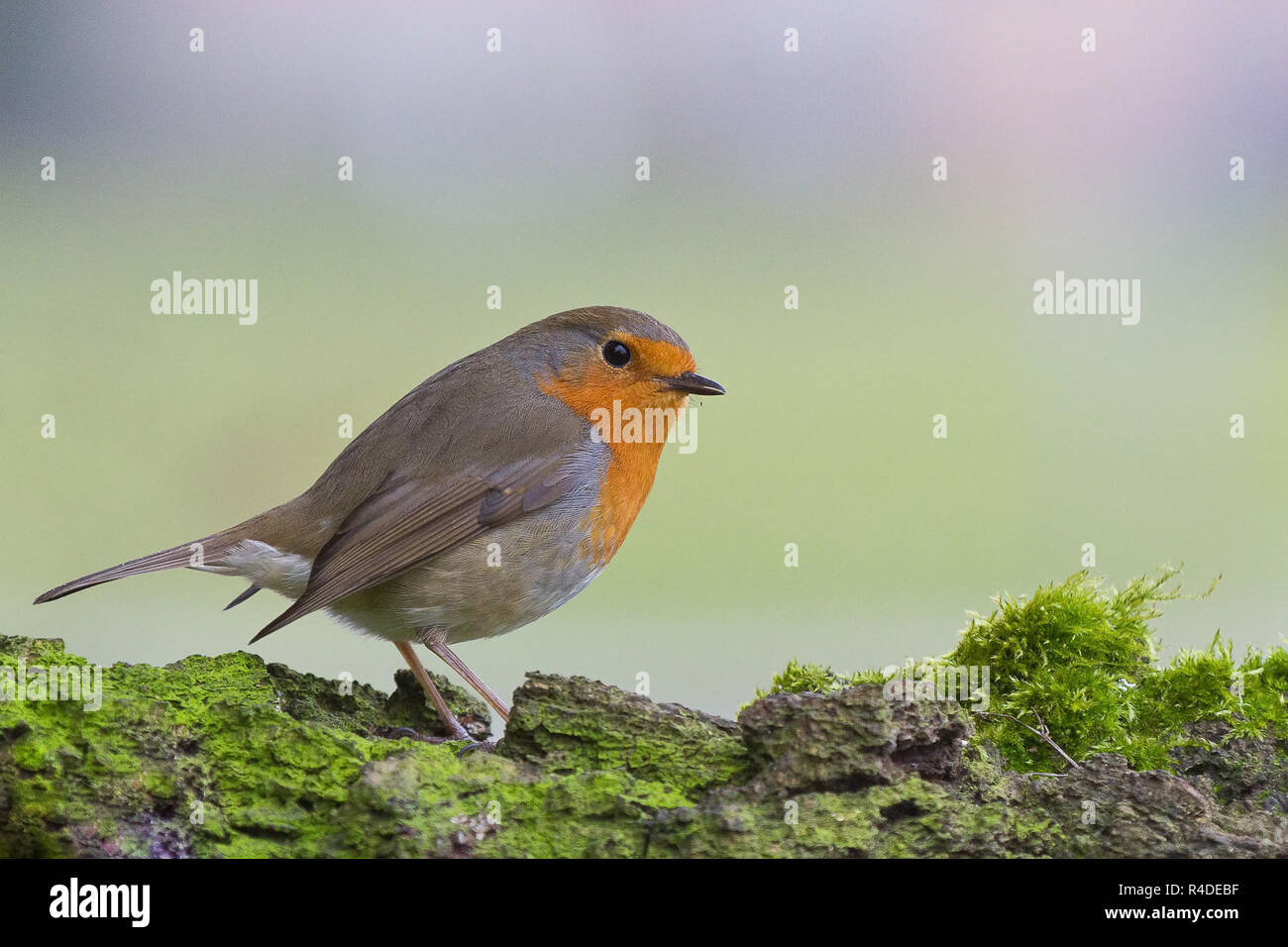 colorful robin on the seat Stock Photo - Alamy