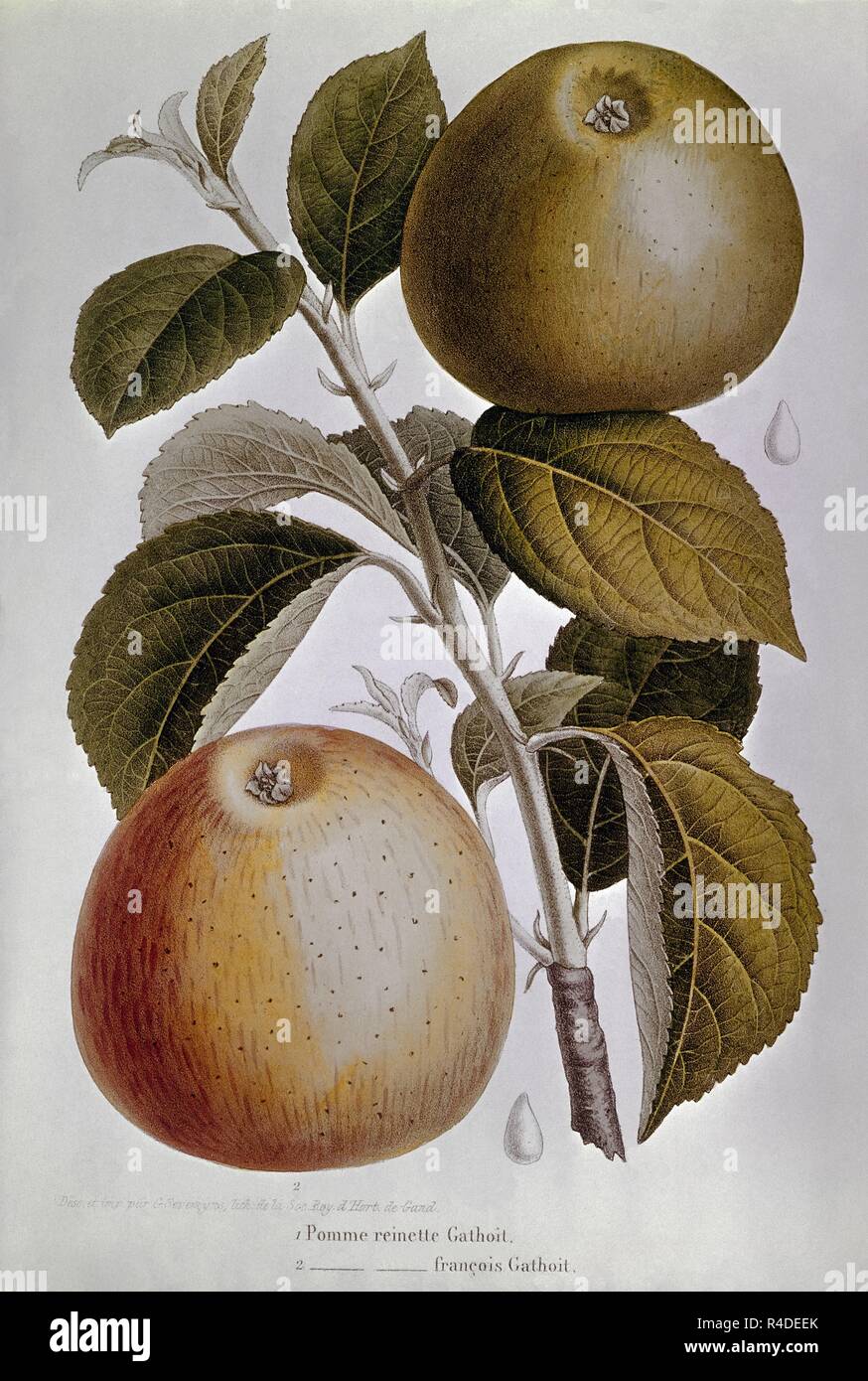 Reineta apple hi-res stock photography and images - Alamy