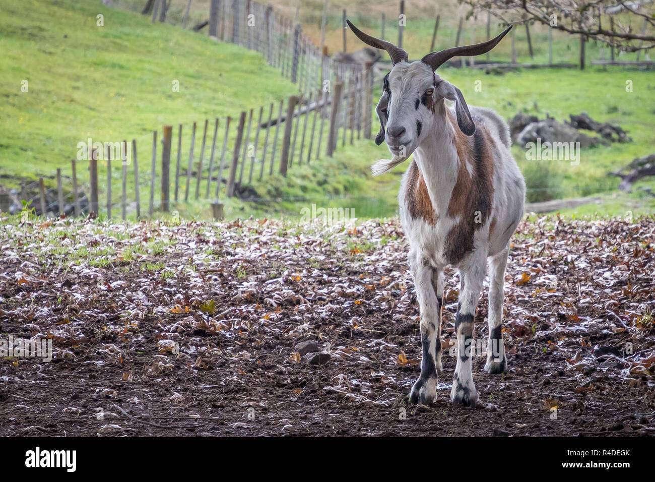 Goat under tree hi-res stock photography and images - Alamy