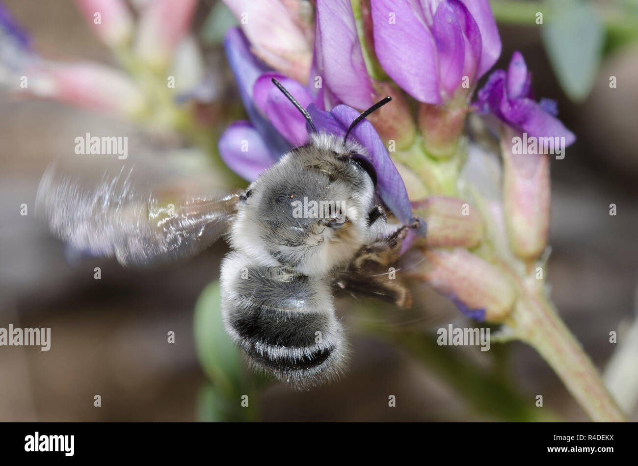 Anthophora sp hi-res stock photography and images - Alamy