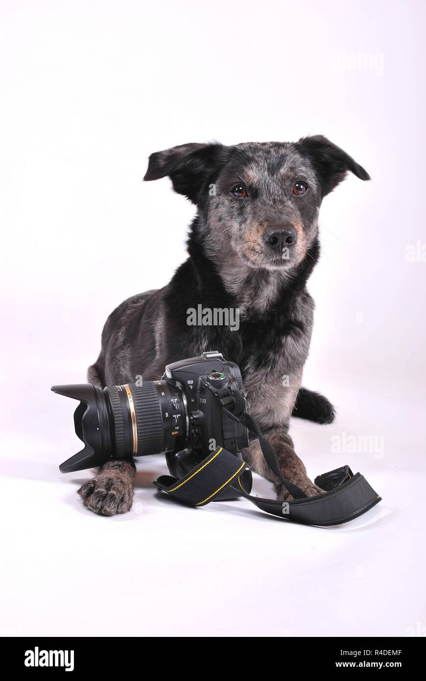 Dogs with photo camera hi-res stock photography and images - Alamy