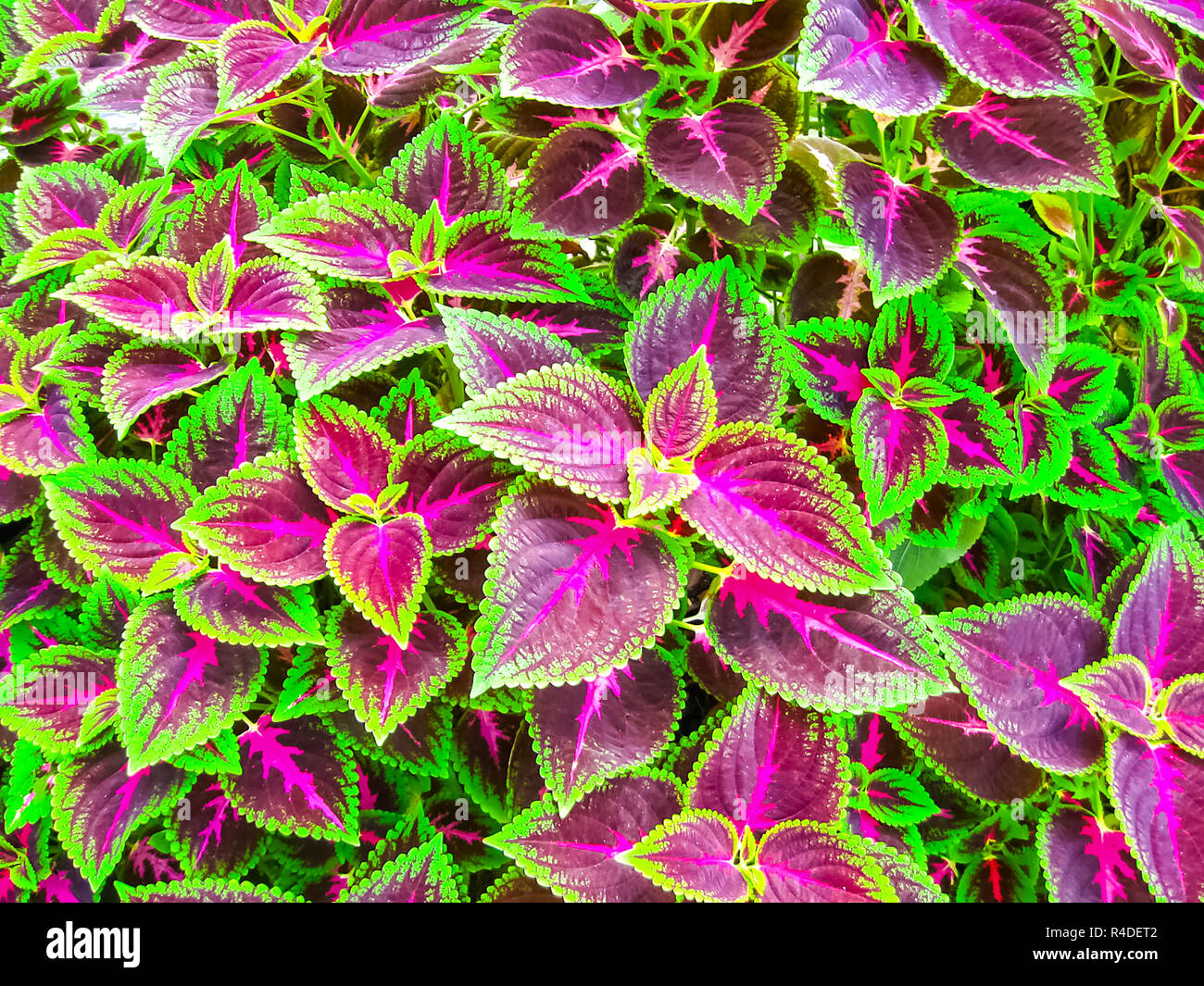 Coleus cultivar hi-res stock photography and images - Alamy
