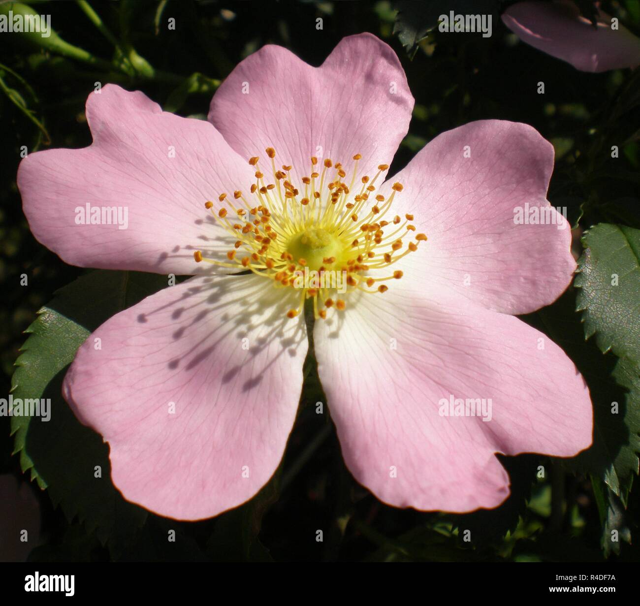 Flower of wild rose Stock Photo - Alamy