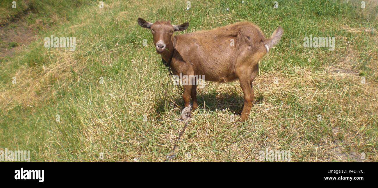 Goat on pasture Stock Photo - Alamy