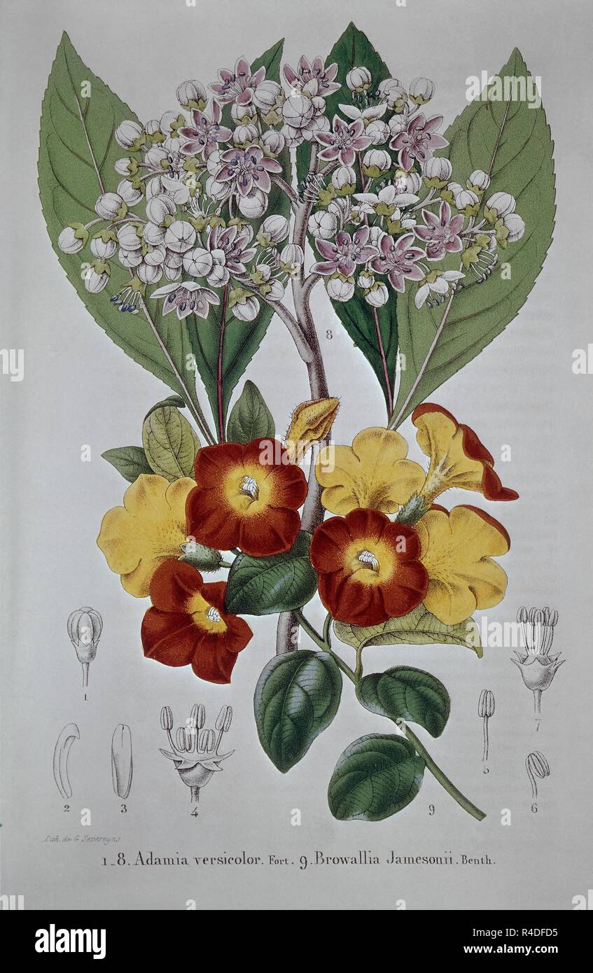 LAMINA-ADAMIA VERSICOLOR. Location: PRIVATE COLLECTION. MADRID. SPAIN ...