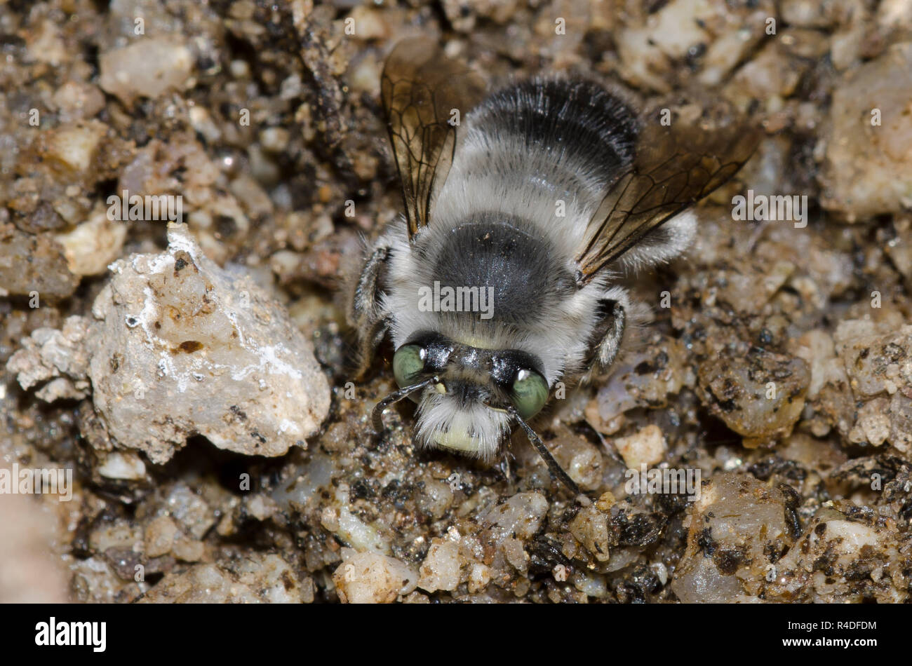 Anthophora sp hi-res stock photography and images - Alamy