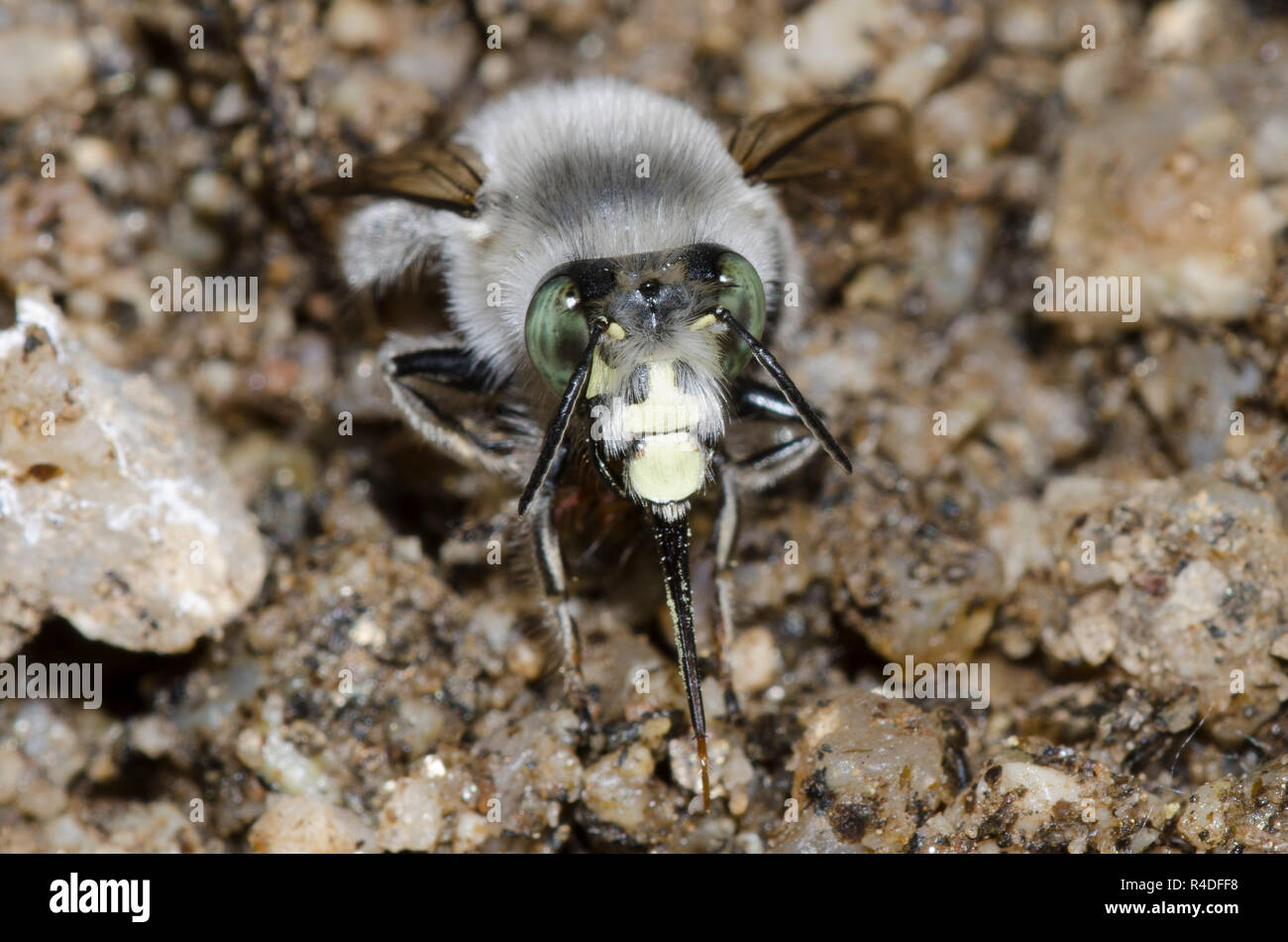 Anthophorini Stock Photos & Anthophorini Stock Images - Alamy