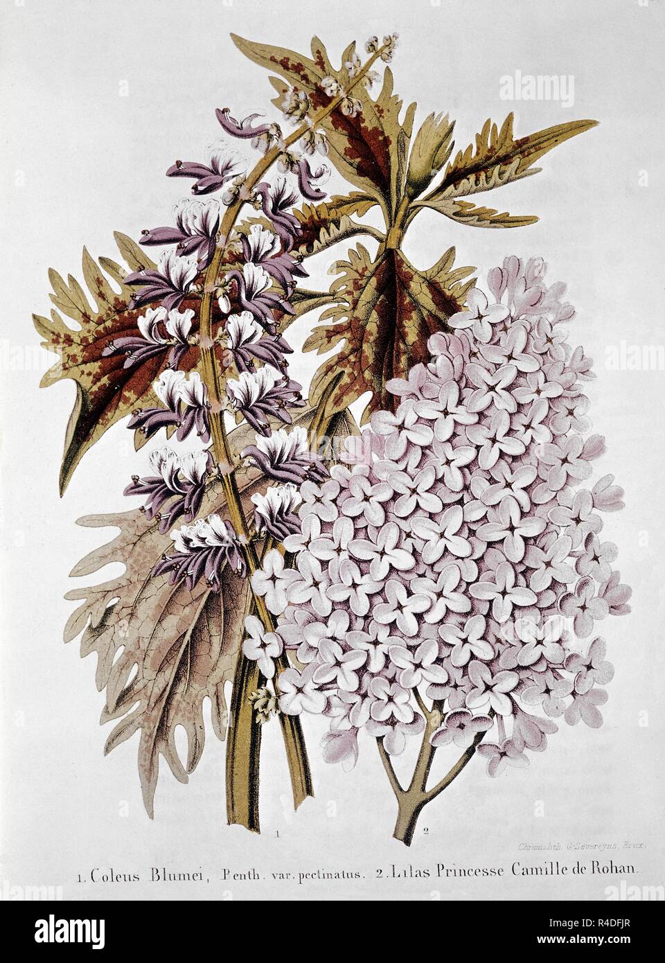 Lilas flower hi-res stock photography and images - Alamy