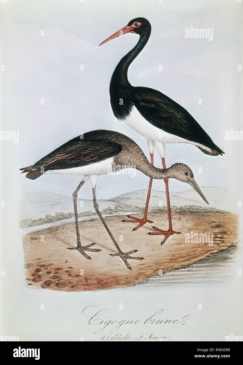 GRABADO-PAJAROS-CIGUENA MARRON. Location: PRIVATE COLLECTION. MADRID ...