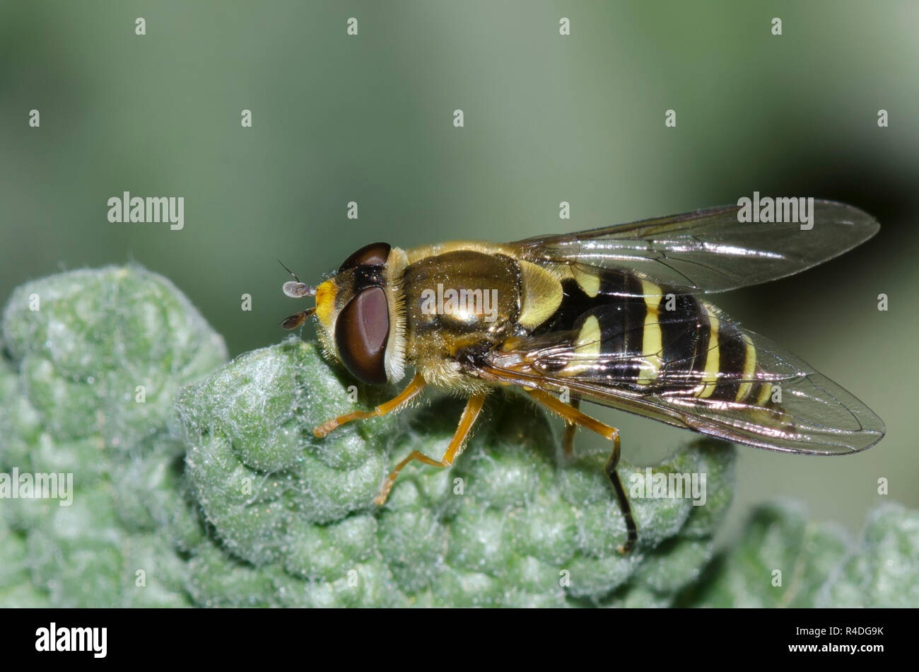 Syrphus fly hi-res stock photography and images - Alamy