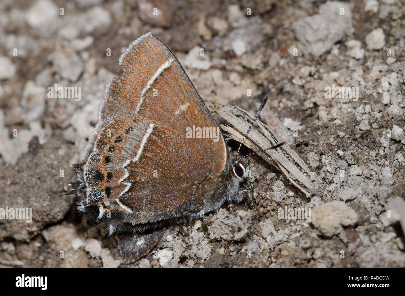 Thicket Hairstreak, Callophrys spinetorum, mud-puddling Stock Photo - Alamy
