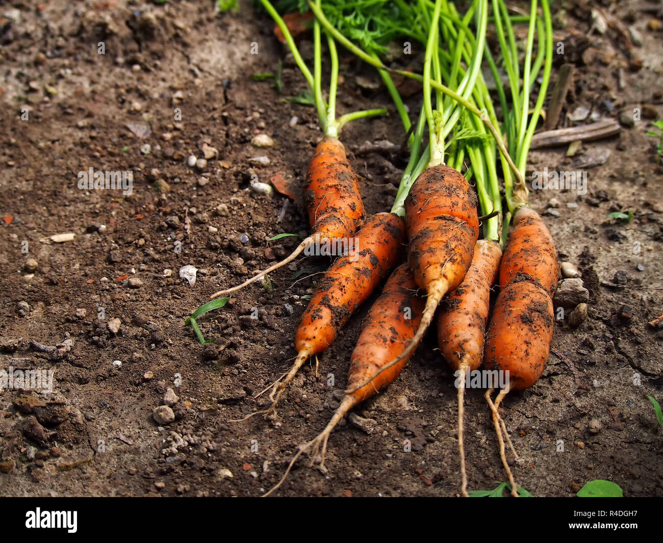 Dirty carrots hi-res stock photography and images - Alamy