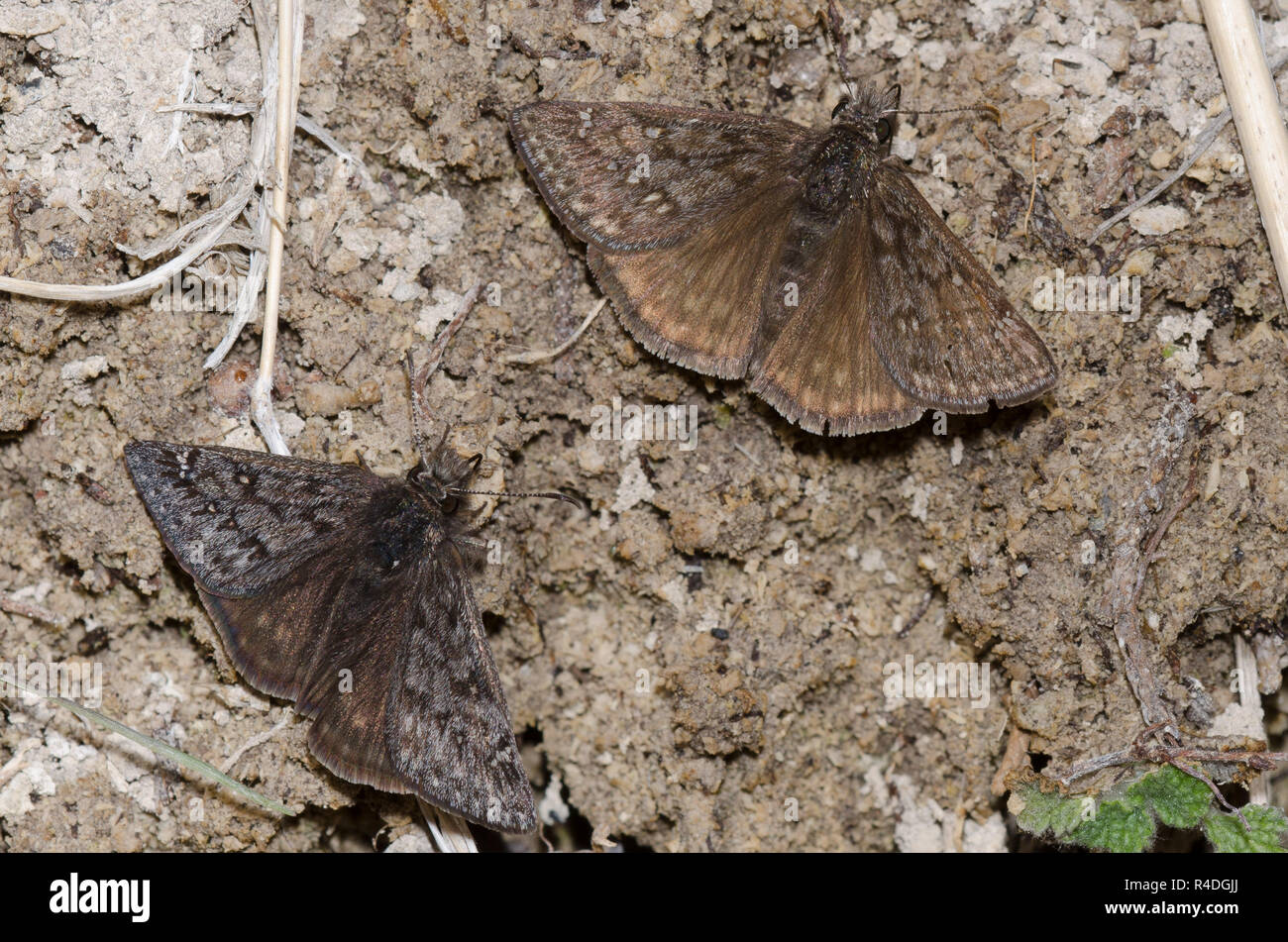 Mud puddling butterflies hi-res stock photography and images - Alamy