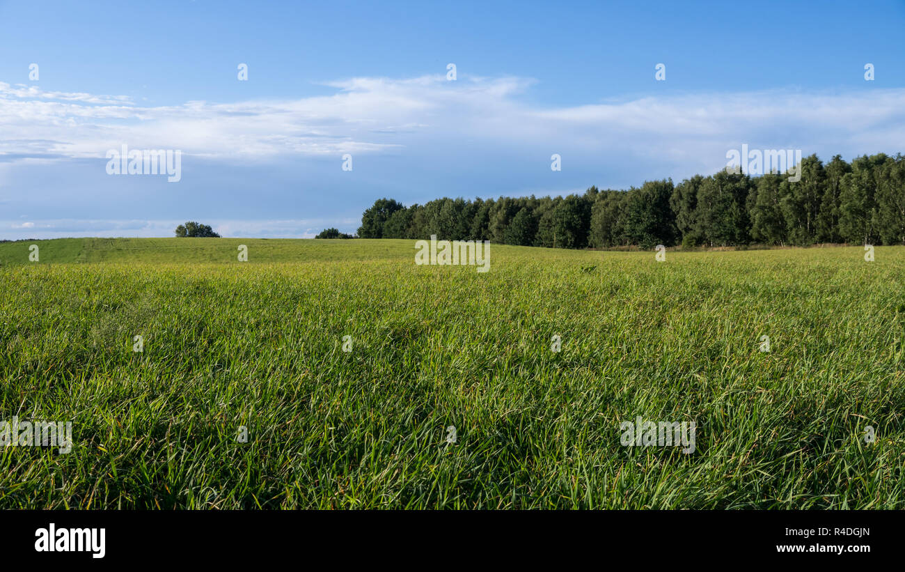 landscape in summer Stock Photo - Alamy