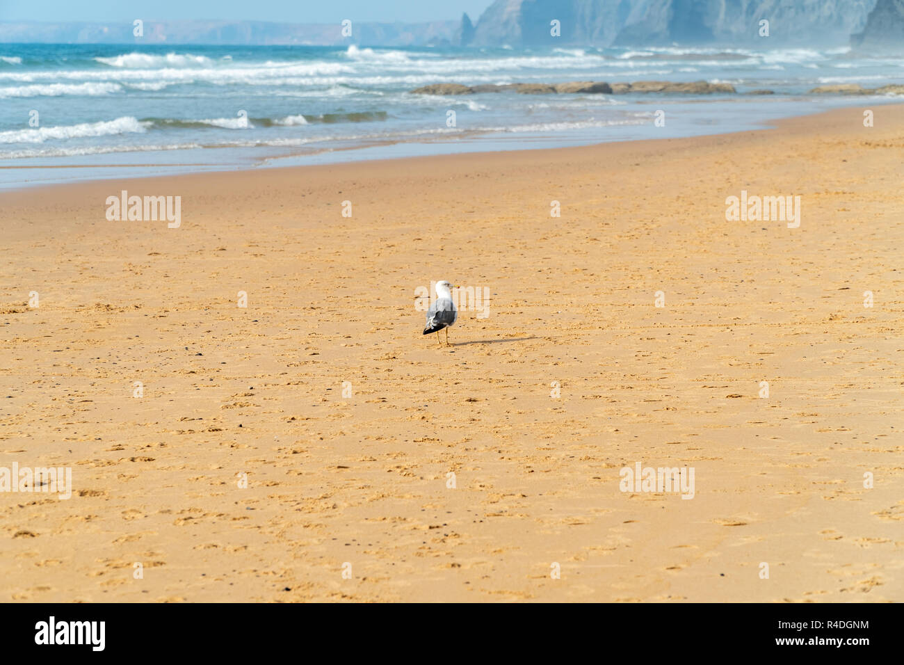 Seagull water bird coast nature hi-res stock photography and images - Alamy