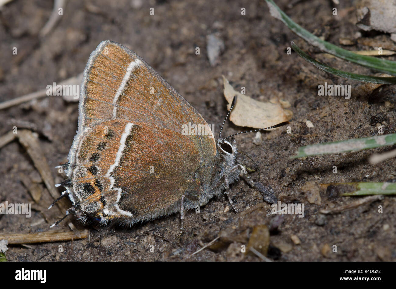 Callophrys spinetorum hi-res stock photography and images - Alamy