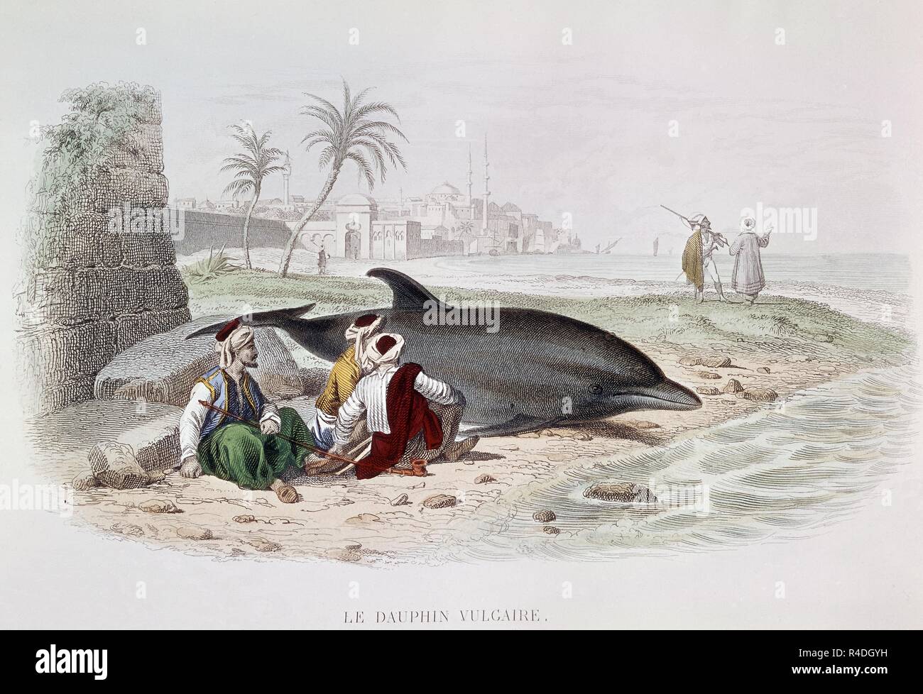 GRABADO-DELFIN. Location: PRIVATE COLLECTION. France Stock Photo - Alamy