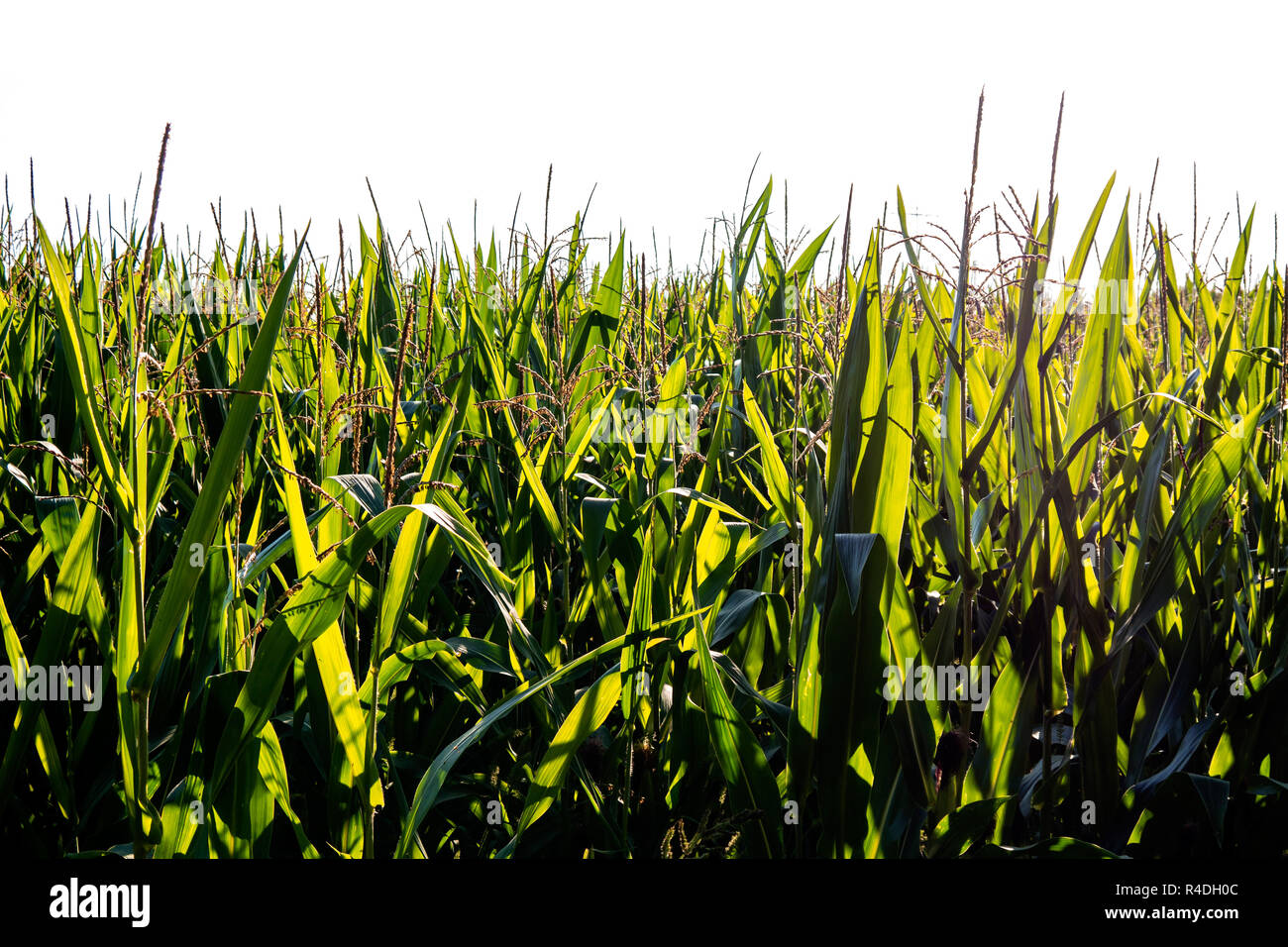 corn field isolated Stock Photo - Alamy