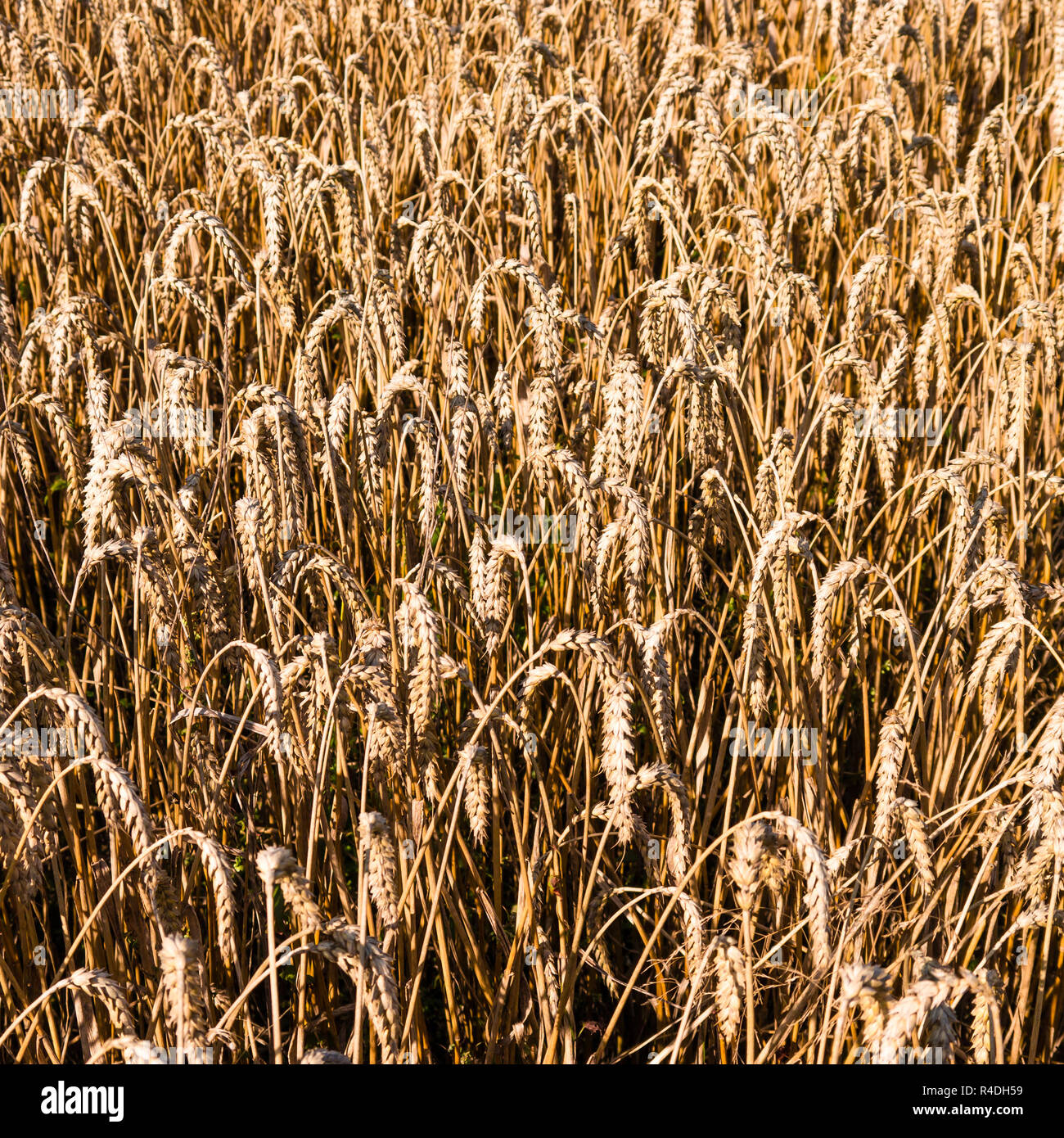 wheat field background Stock Photo - Alamy