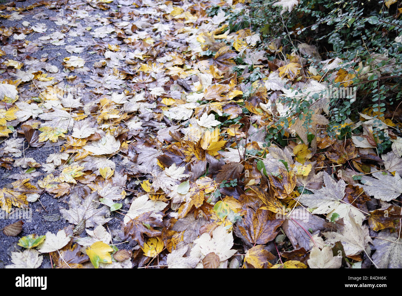 Wet leaves on the ground on a rainy fall day Stock Photo - Alamy