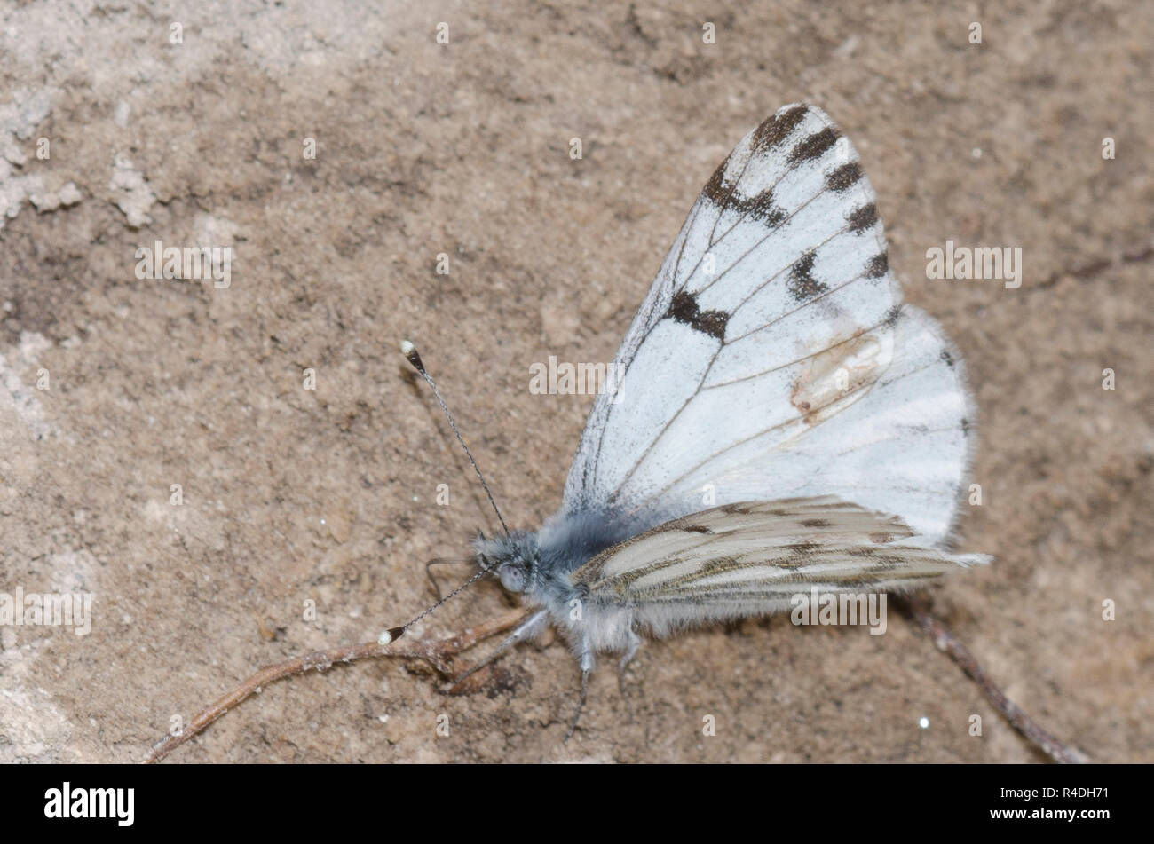 Spring white butterfly hi-res stock photography and images - Alamy