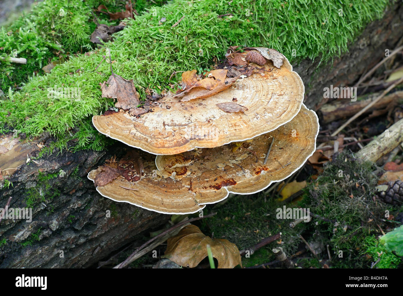 Blushing bracket hi-res stock photography and images - Alamy