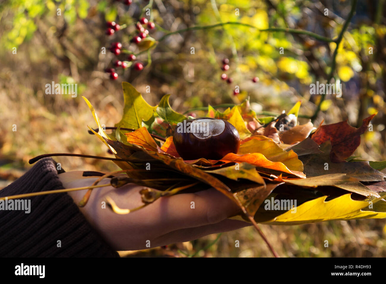 autumn leaves in hand Stock Photo - Alamy