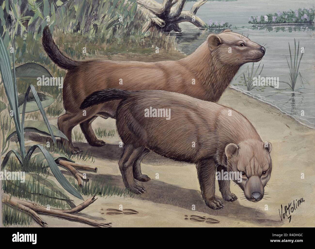 Perro de monte hi-res stock photography and images - Alamy