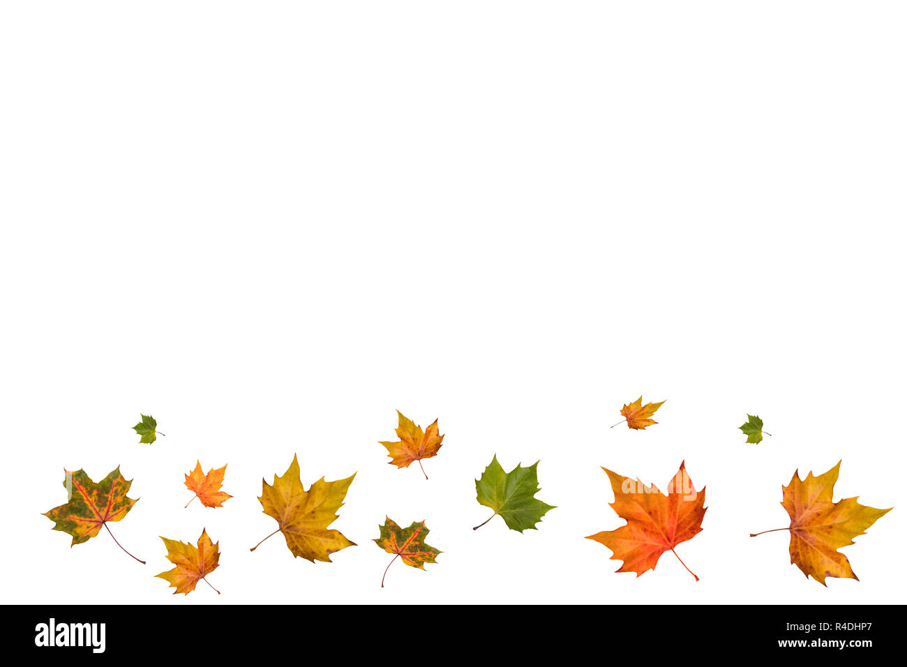 autumn leaves isolated Stock Photo - Alamy