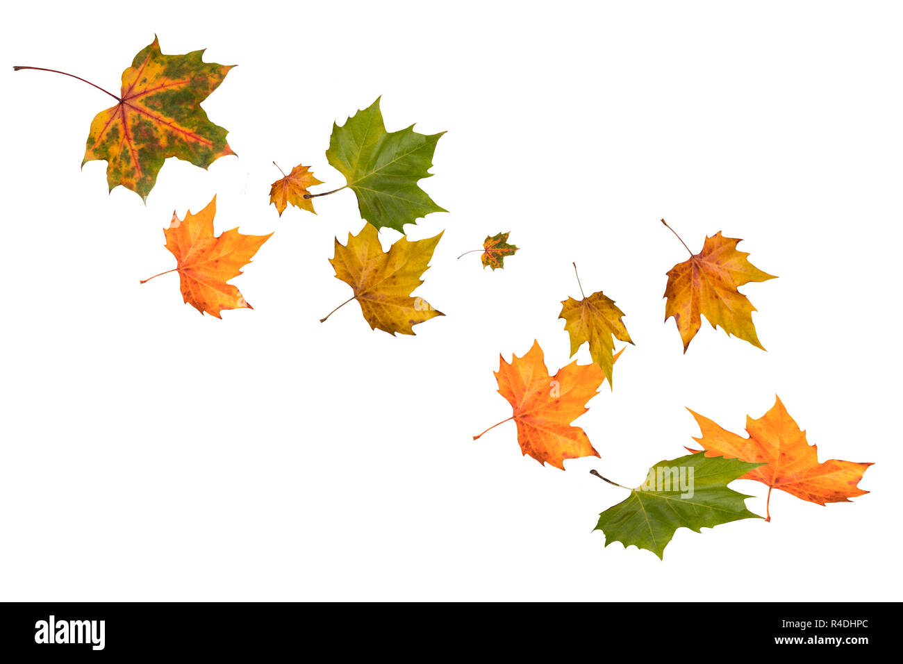 falling autumn leaves Stock Photo - Alamy