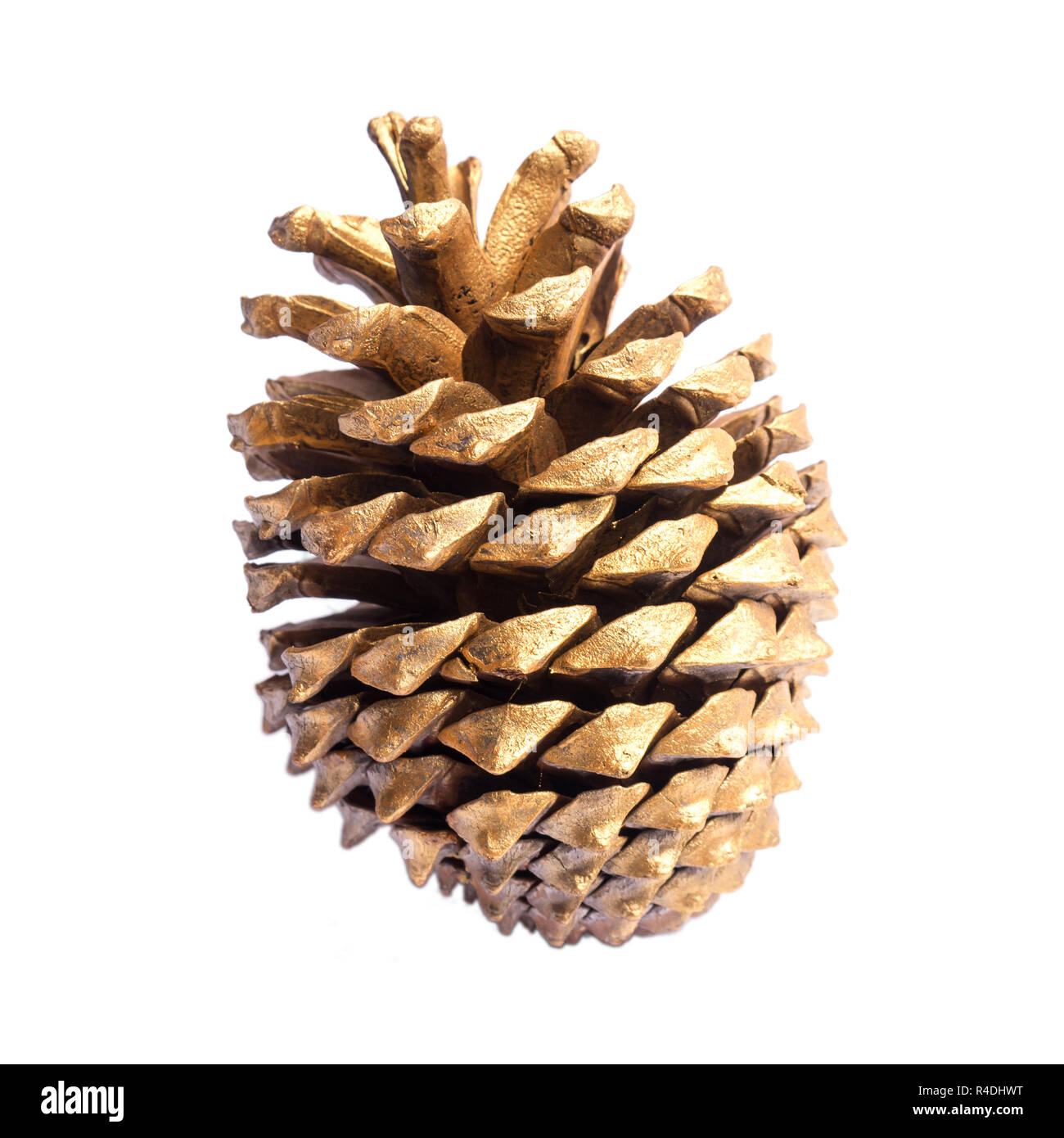 golden pinecone isolated Stock Photo - Alamy