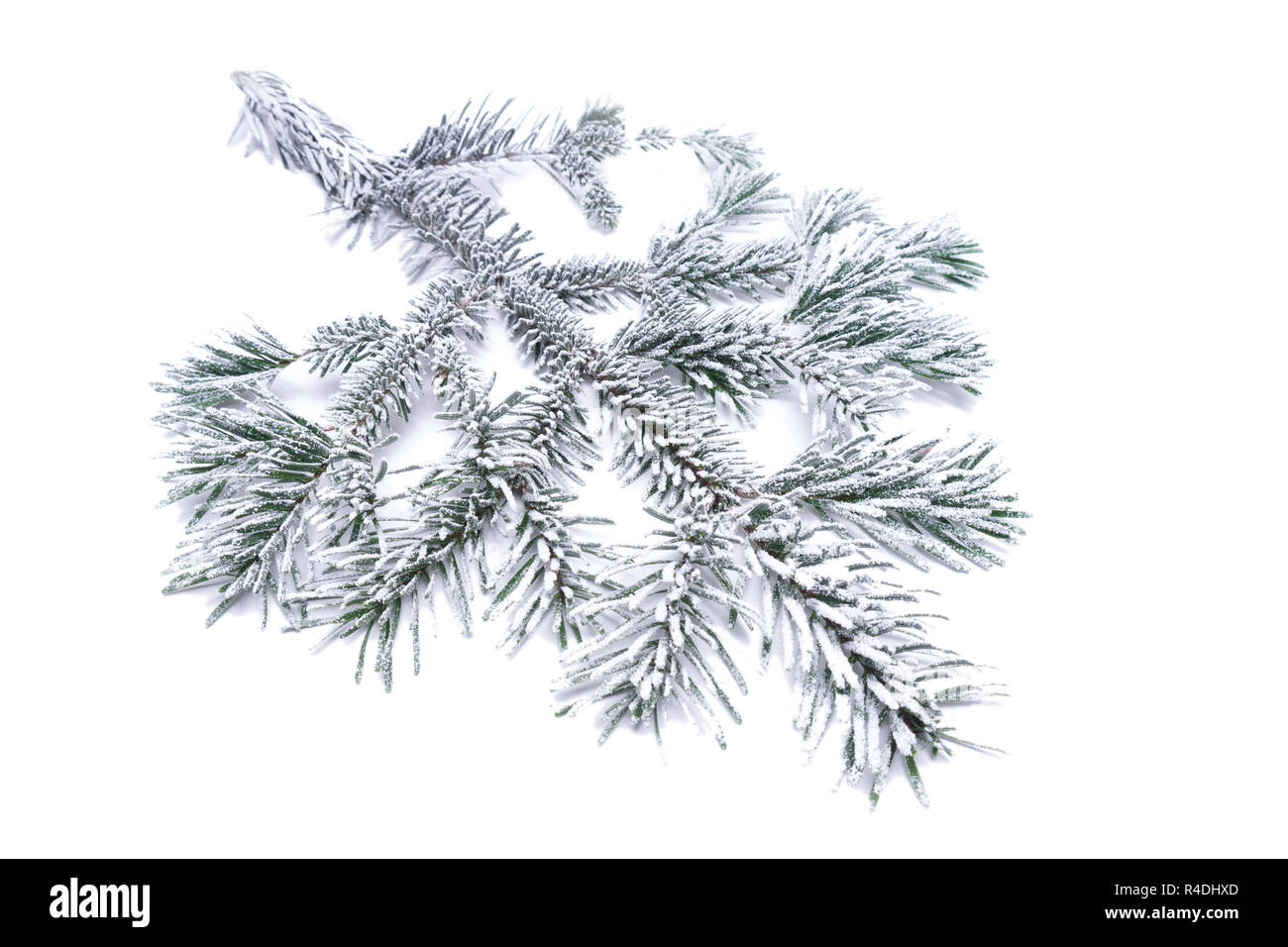 frozen pine branch Stock Photo - Alamy