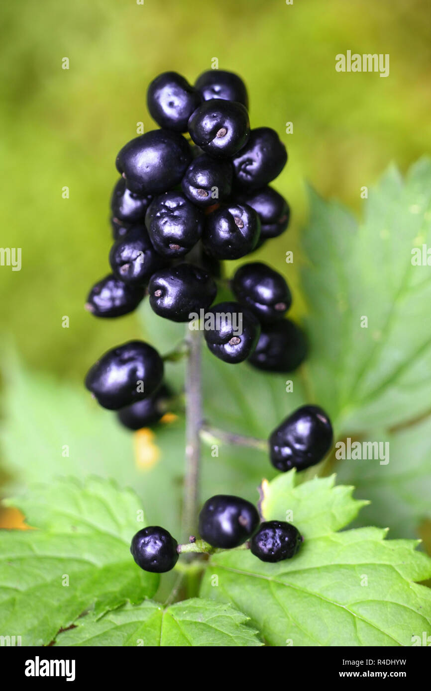 Actaea spicata. known as baneberry or herb Christopher. an extremely ...
